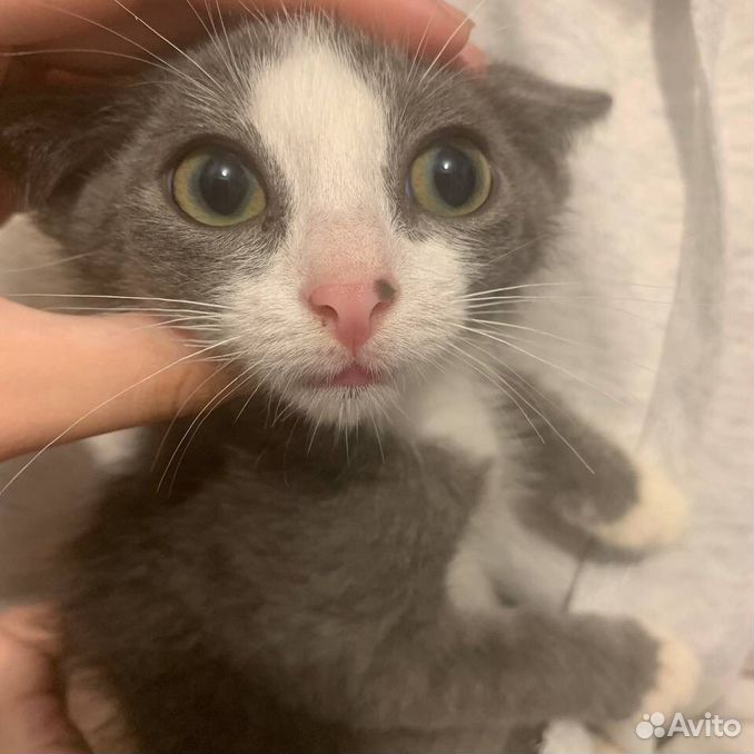 Игручий котенок