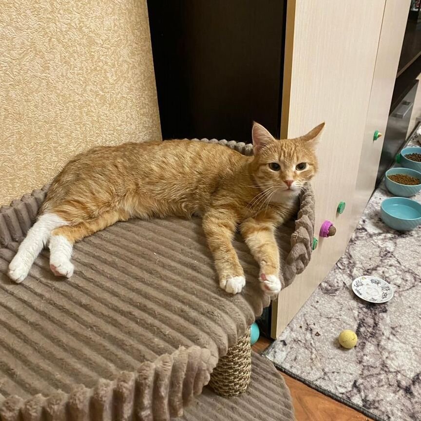 Ласковая кошечка
