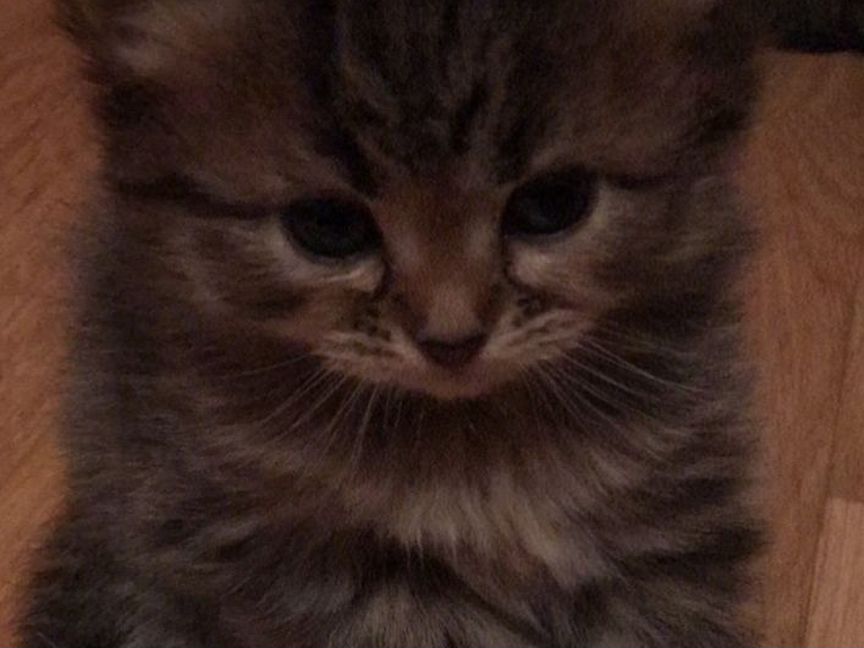 Котята сибирской кошки