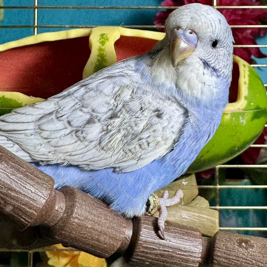 Выставочный волнистый попугай ввп Чех