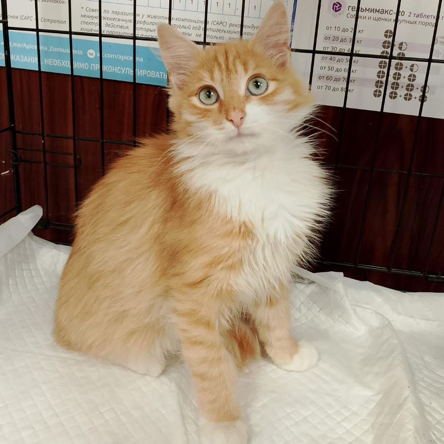 Рыжий лапушка ищет домик