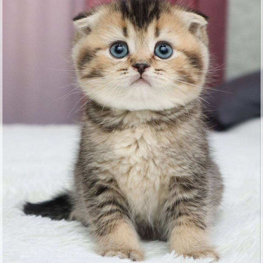 Шотландский вислоухий короткошёрстный котёнок