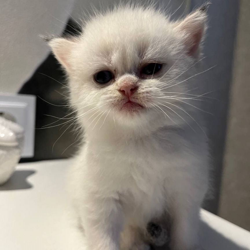 Кошечка