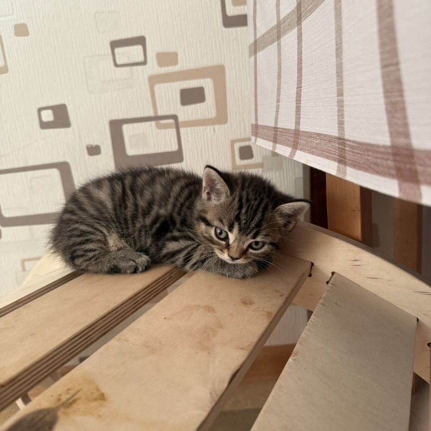 Шотладские котята