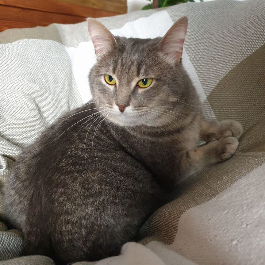 Коты лучшие компаньоны