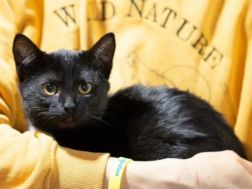 Черный котенок Арья 3 мес. в добрые руки