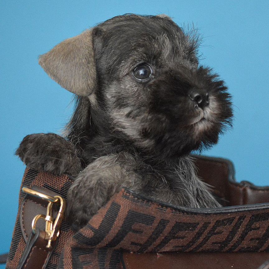 Цвергшнауцер, щенок