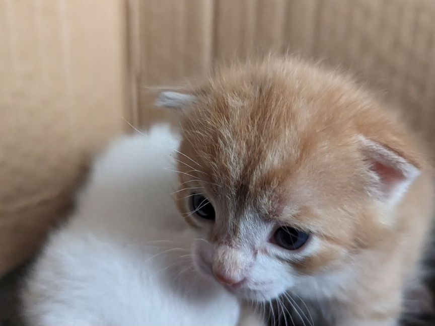 Кот (коты)