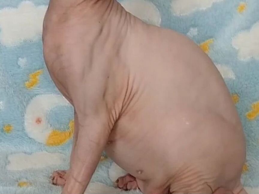 Канадский сфинкс девочка