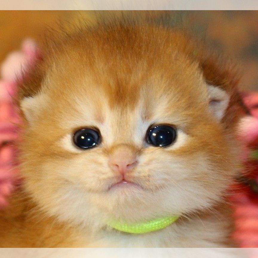 Британский короткошёрстный котёнок