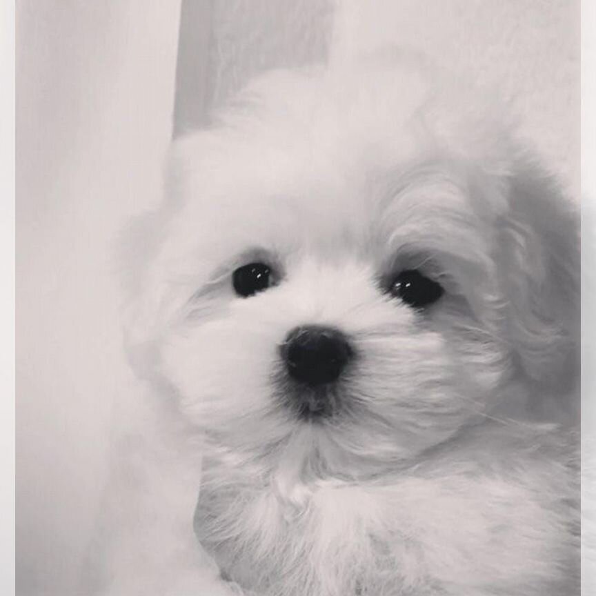 Мальтийская болонка, щенок