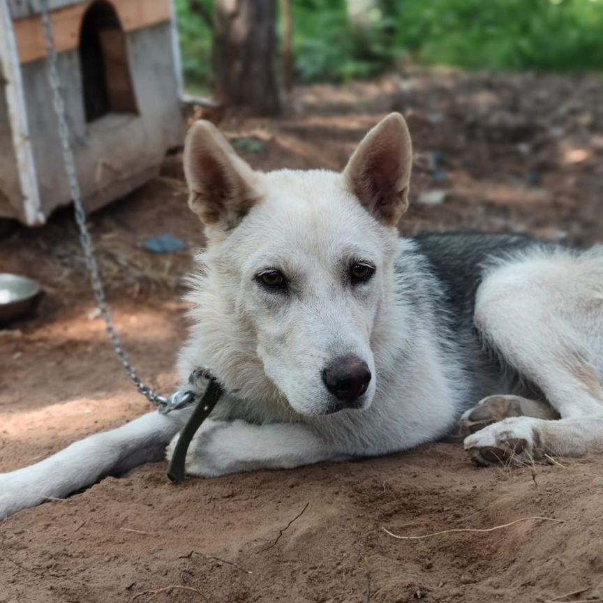 В добрые руки