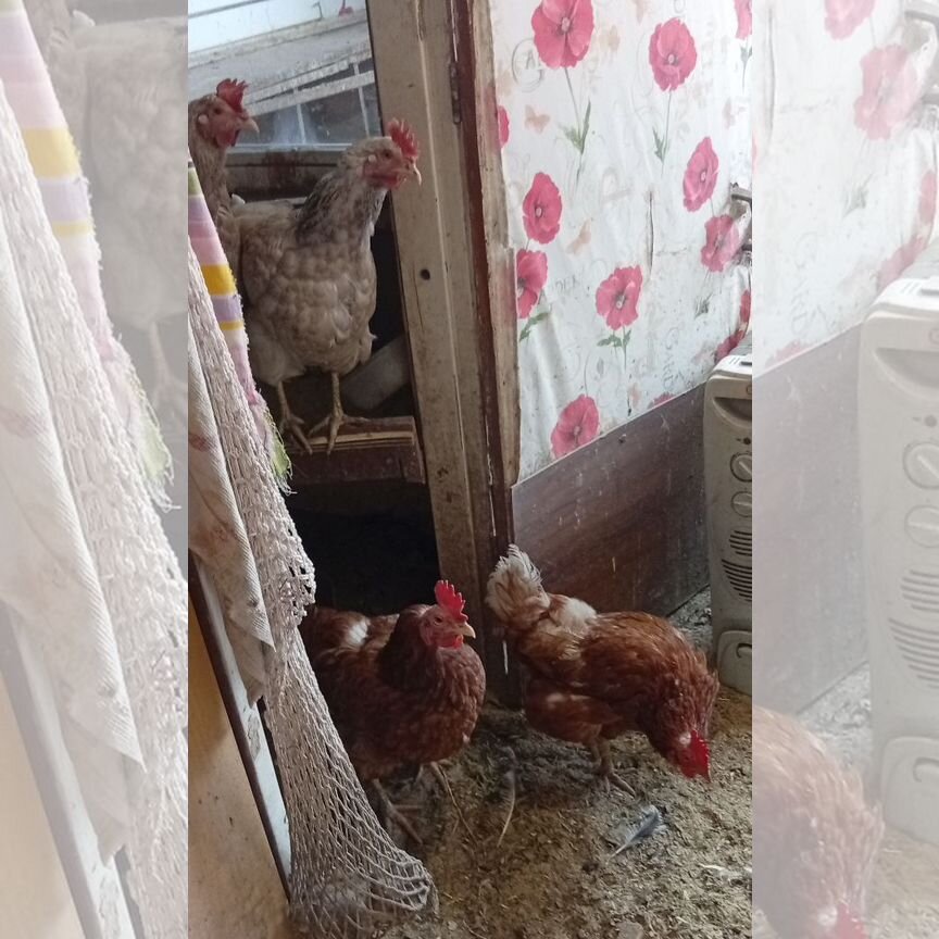 Курицы несушки