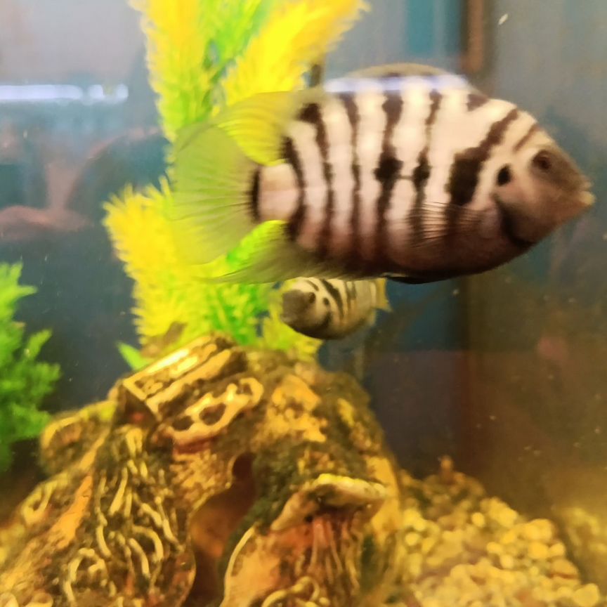 Цихлиды полосатые