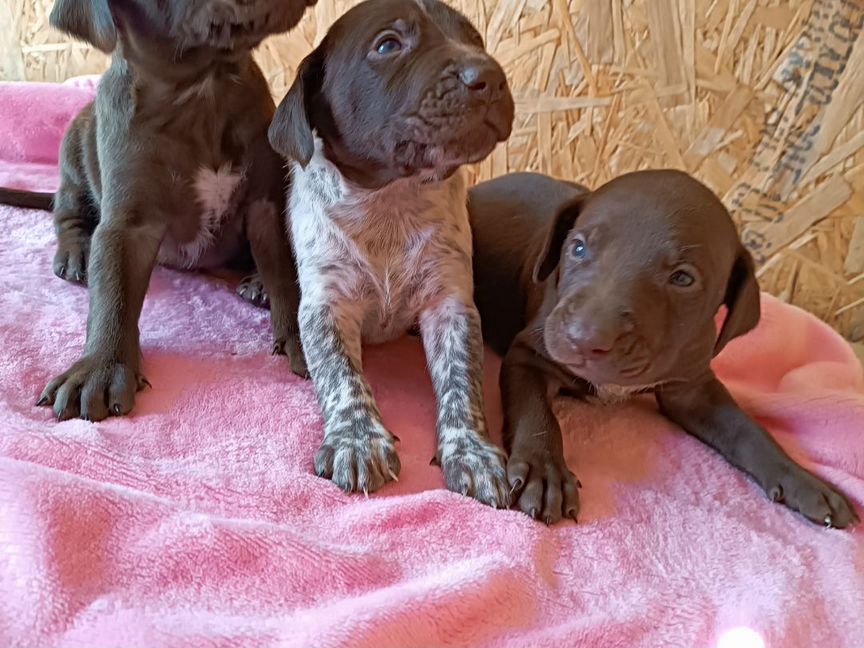 Щенки курцхаара