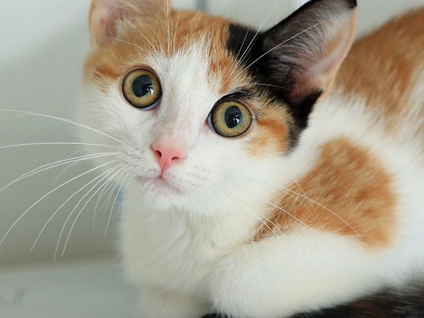 Котенок 3,5 месяца