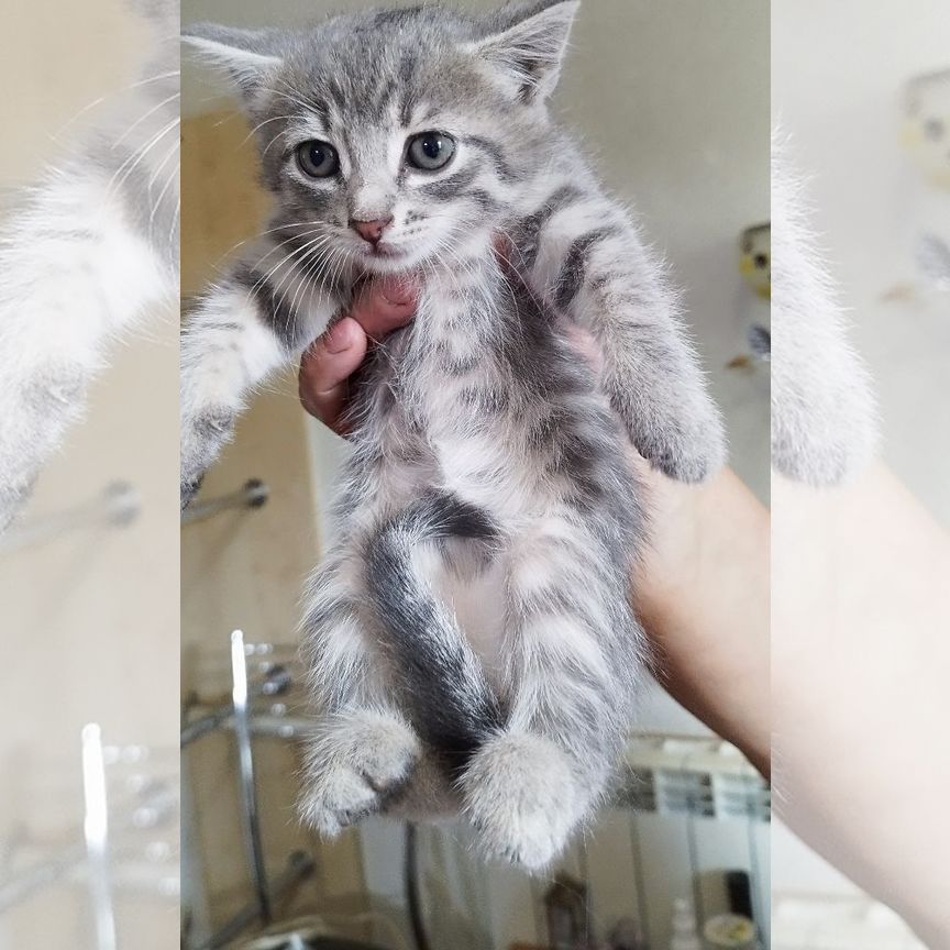 Мейн-кун котёнок