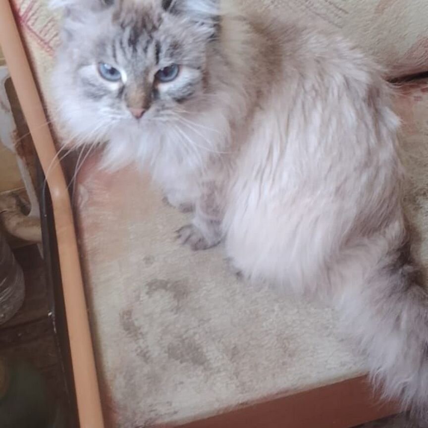 Кошки породистые