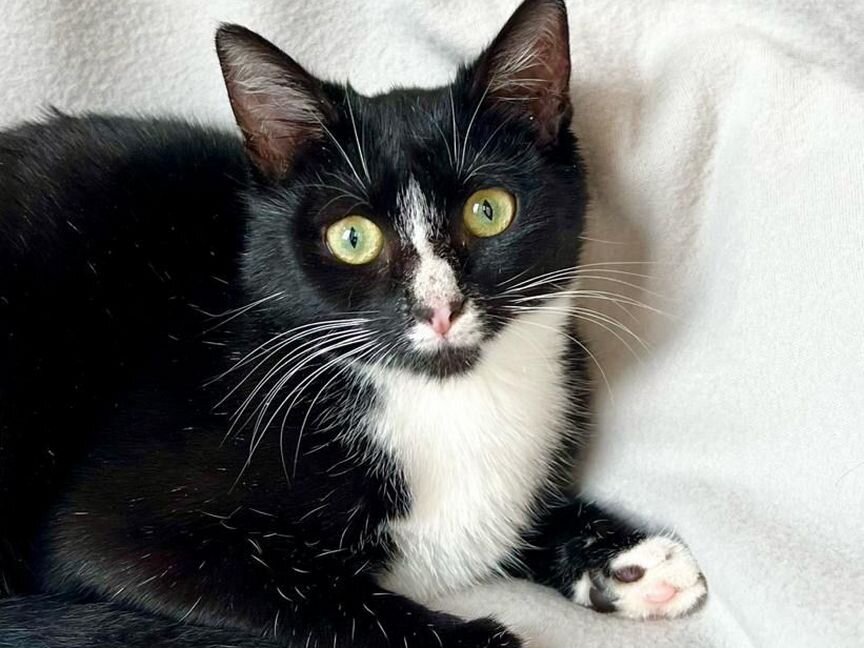 Котенок Ляля - идеальный по характеру в дар