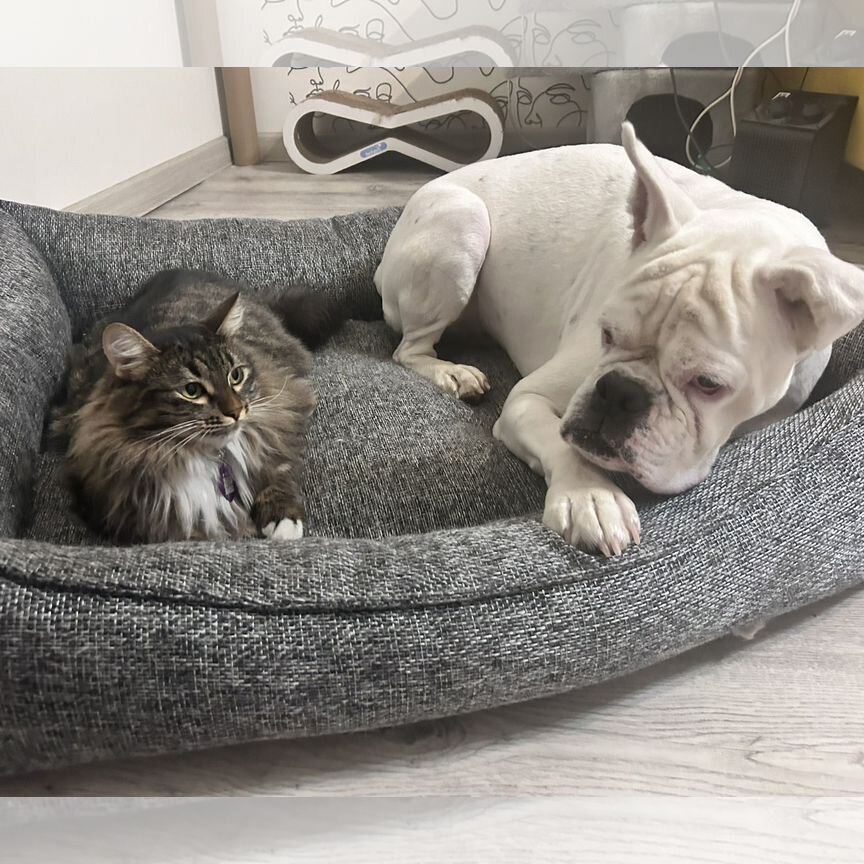 Боксер, взрослая собака