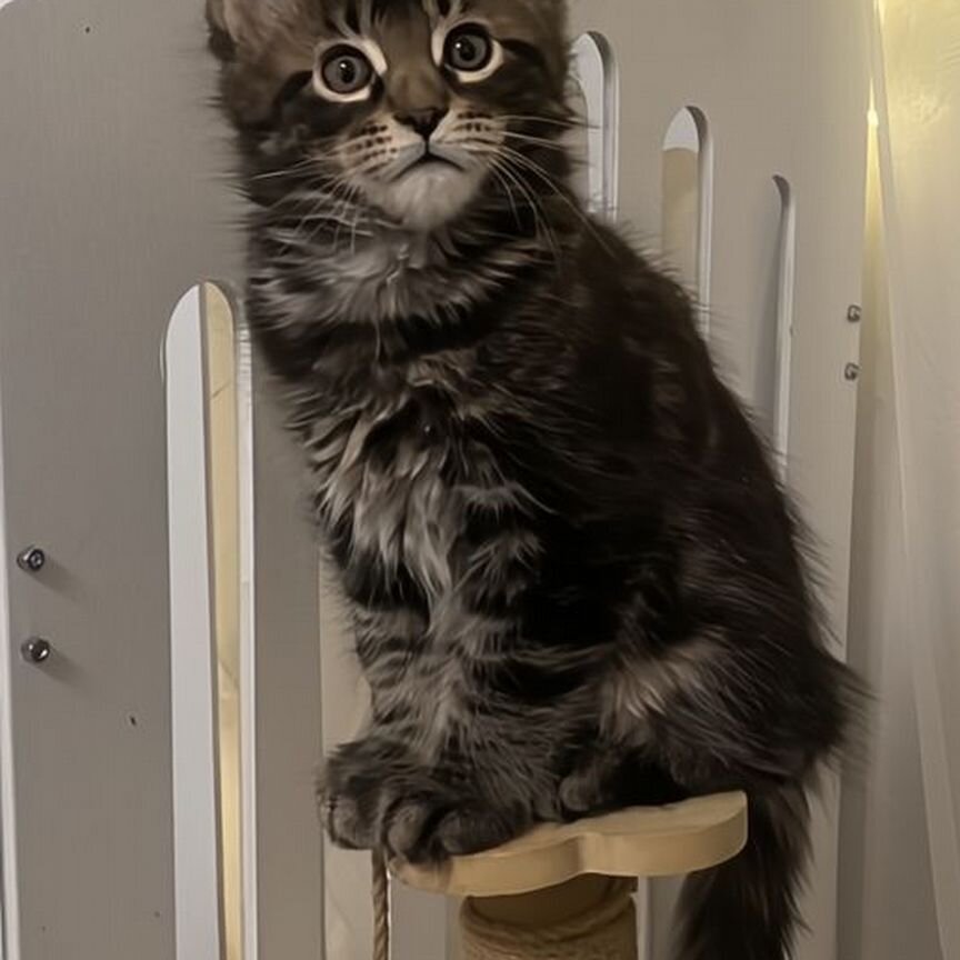 Мейн-кун котёнок