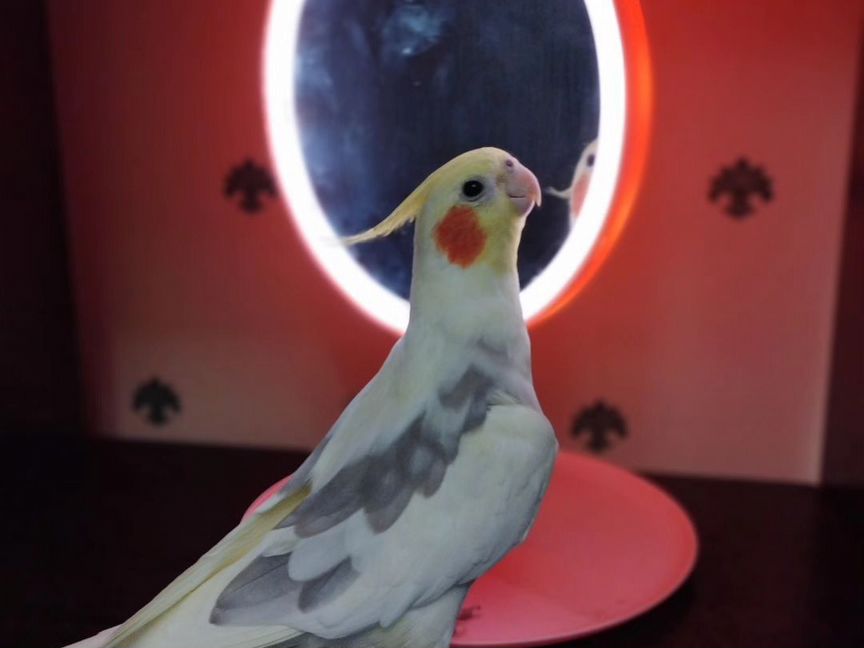 Попугай корелла