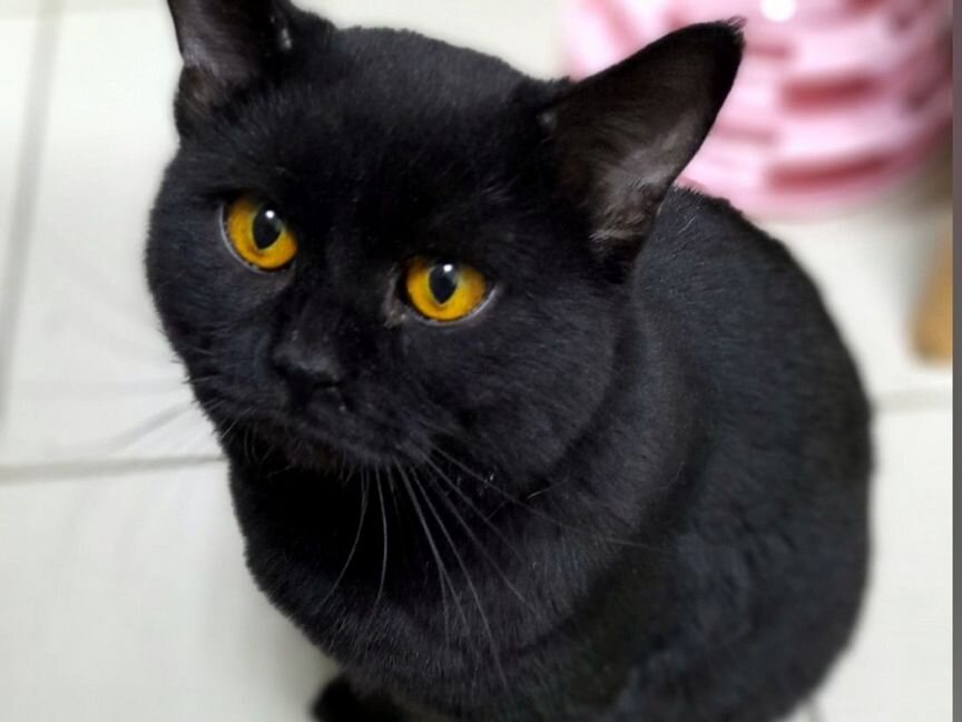 Молодой котик Космос