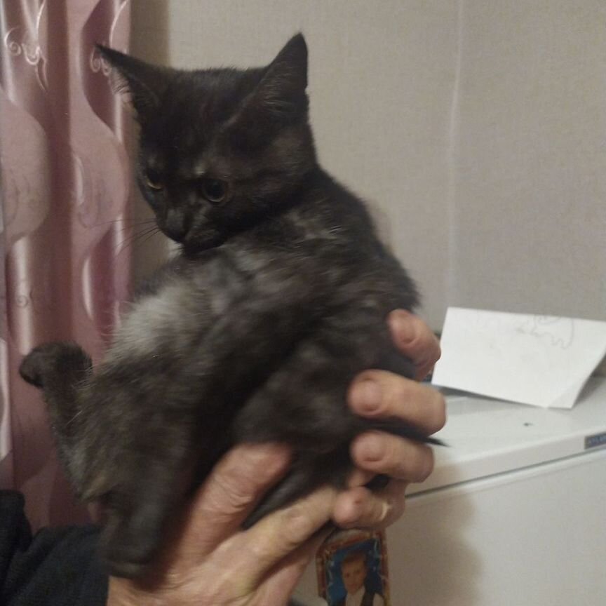 Кошечка, мышеловка, 3.5 месяца