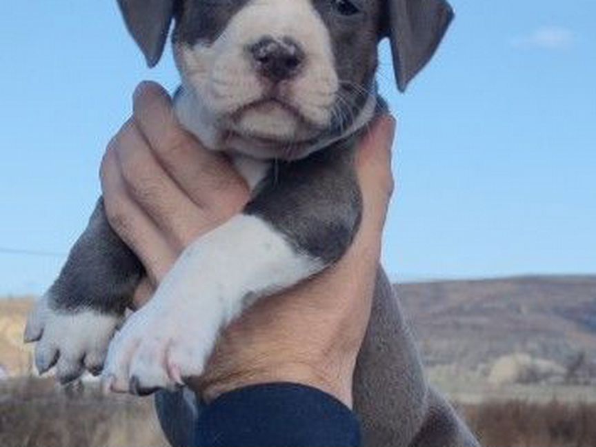 Щенки Американского стаффа (питомник)