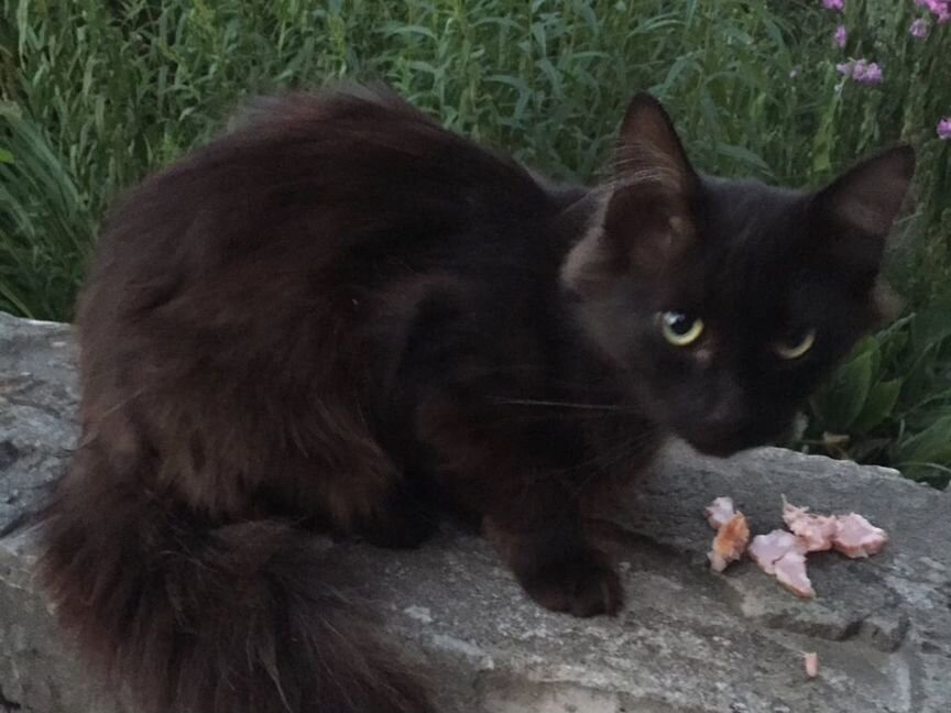 Брошенному бездомному котику очень нужен дом