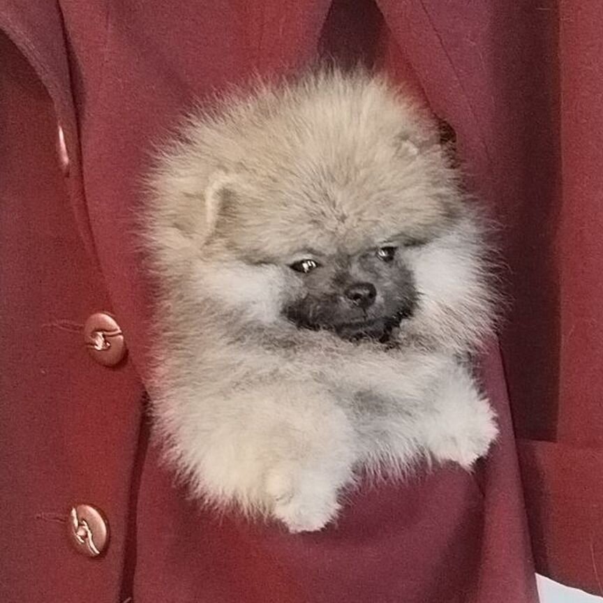 Померанский шпиц, щенок