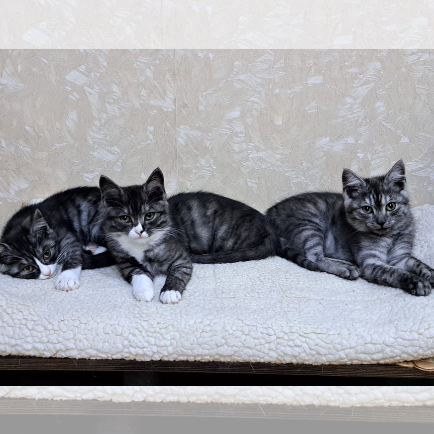 Котятки котики в добрые руки