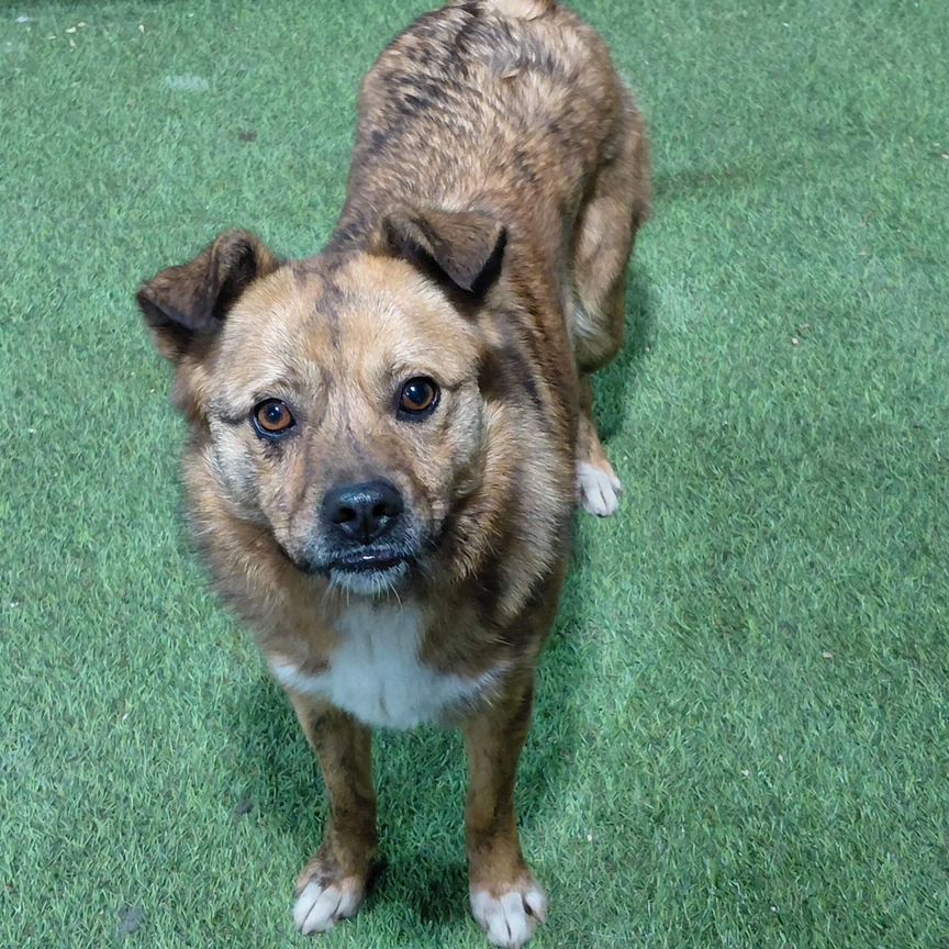 Взрослая собака в добрые руки