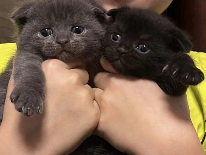 Новогодние шотландские вислоухие котята