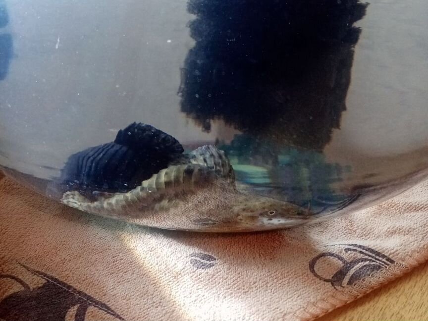 Аквариумные рыбки сомики