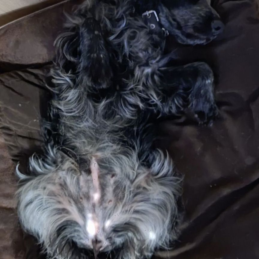 Вязка собак спаниель