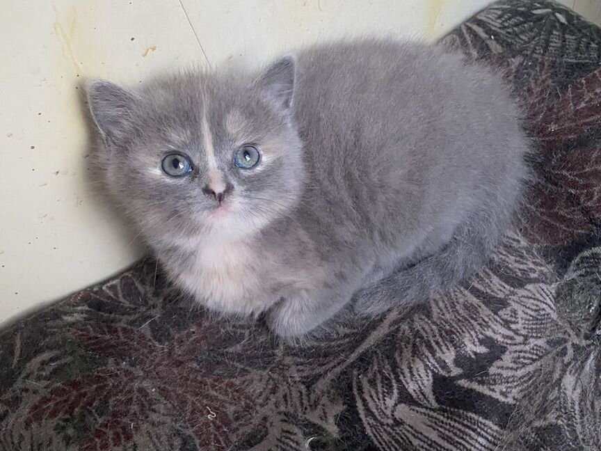 Котята