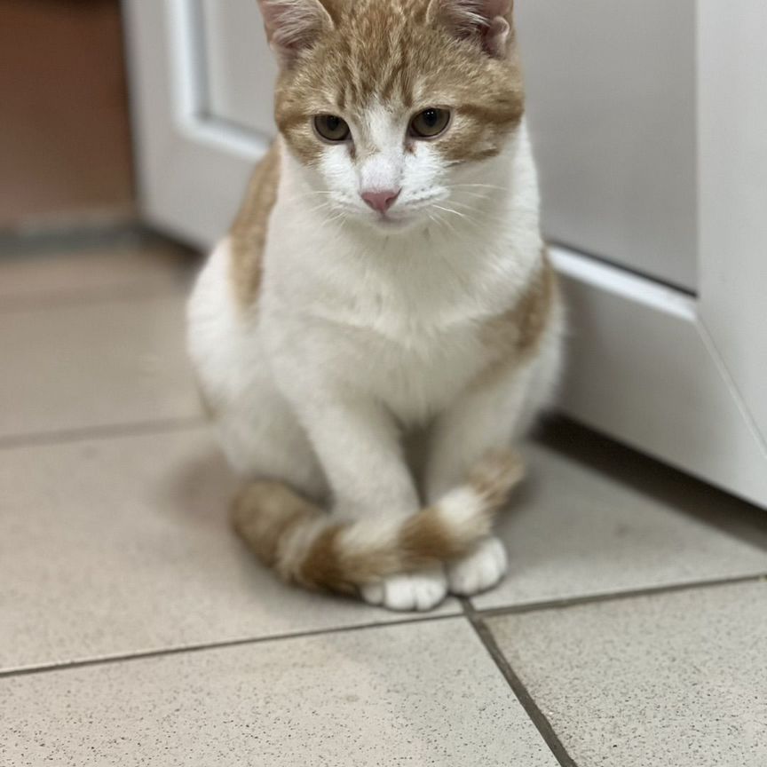 Золотой котенок в хорошие руки, бесплатно
