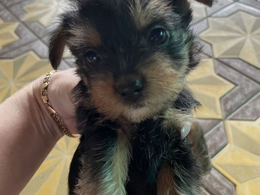 Йоркширский терьер