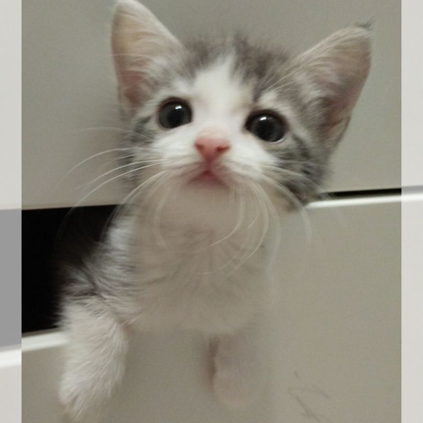 Котенок девочка 2 месяца