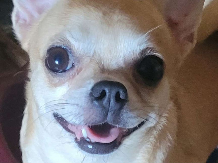 Девочка ищет дом