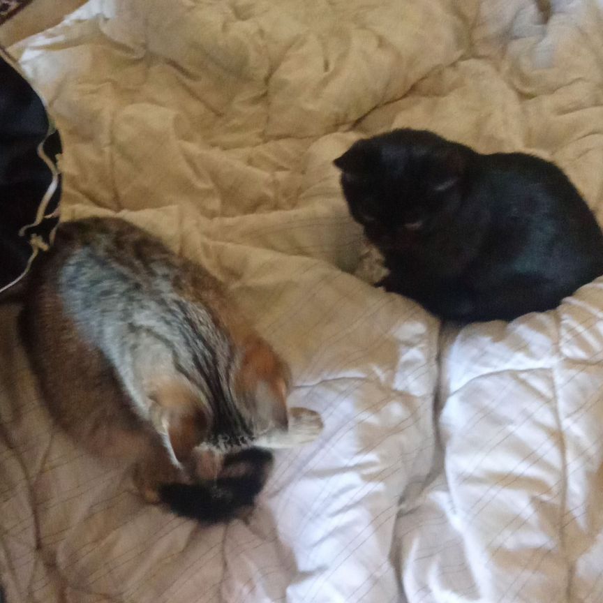 Сибирский котёнок