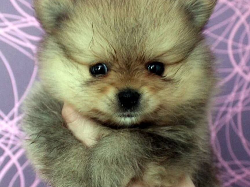 Шпиц черный мальчик и 2 рыженькие девочки