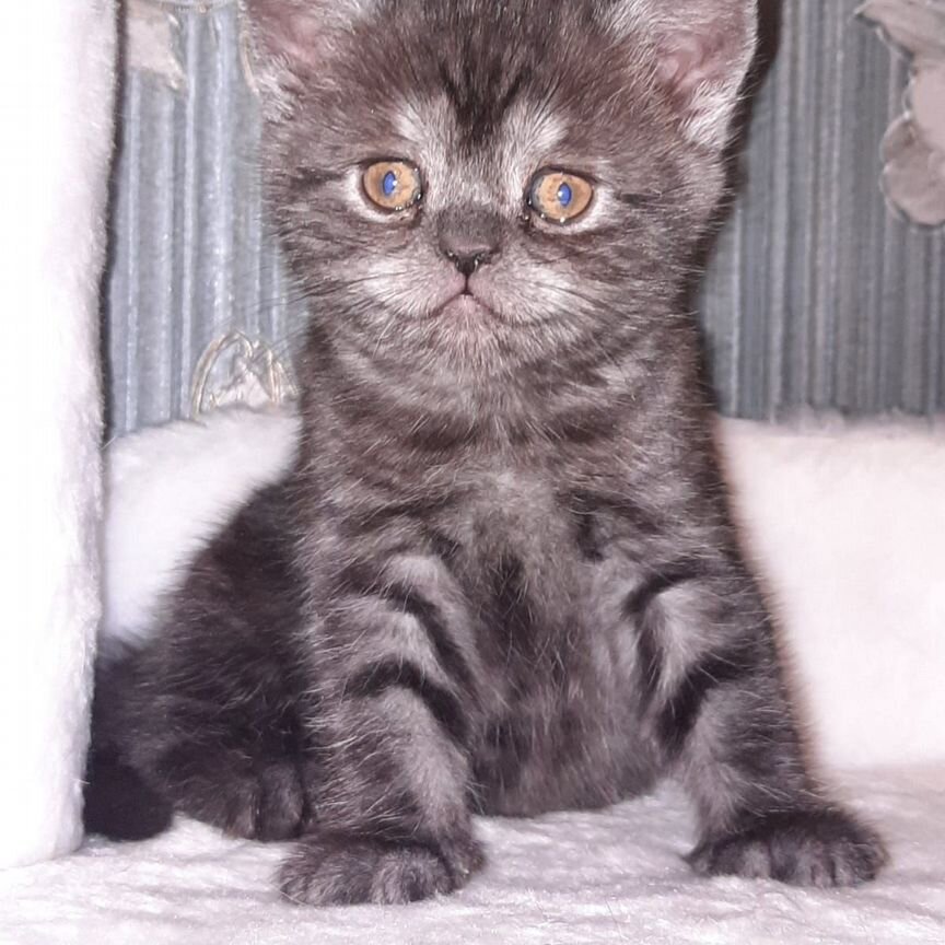 Шотландская