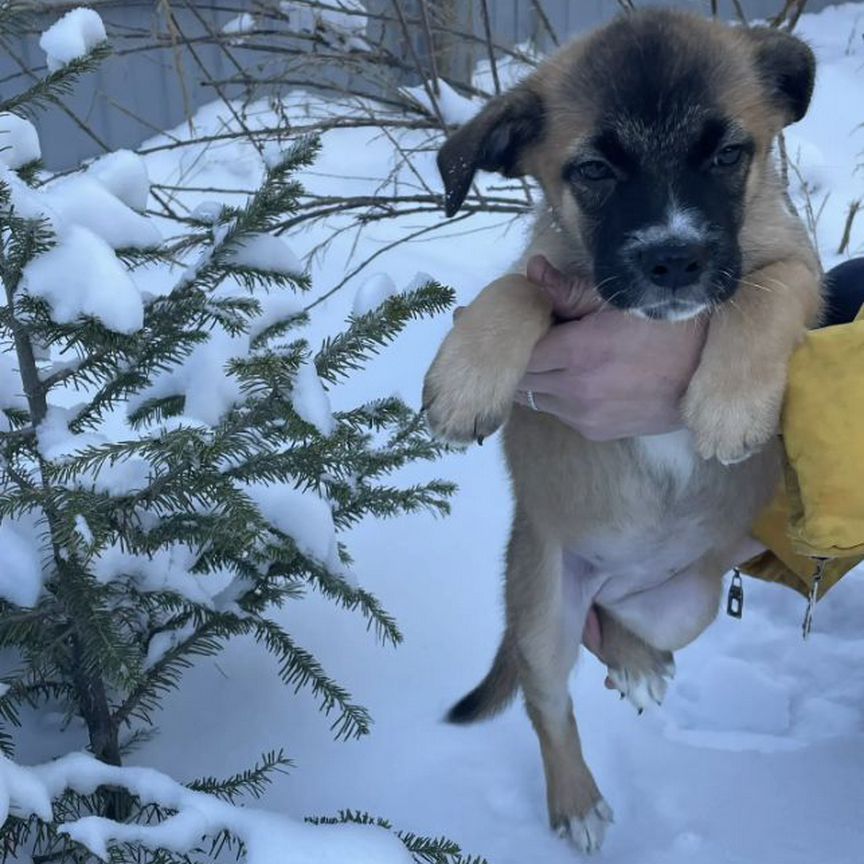 Щенок в добрые руки