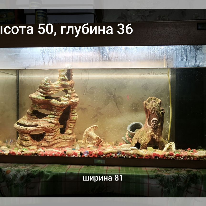 Аквариум и аквариумные рыбки