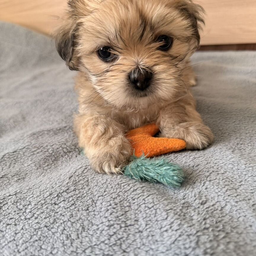 Ши-тцу, щенок