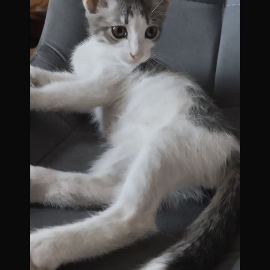 Котенок (мальчик)