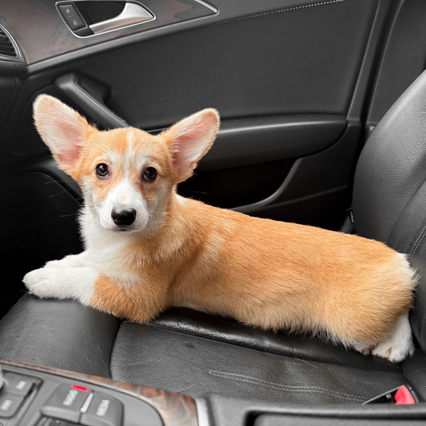 Вельш Корги Пемброк, щенок