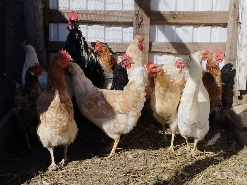 Куры несушки продам